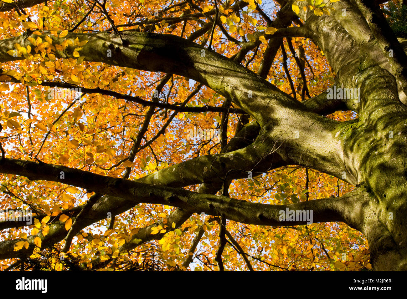 Japanese acer in Autumn (Fall) foliage Stock Photo - Alamy