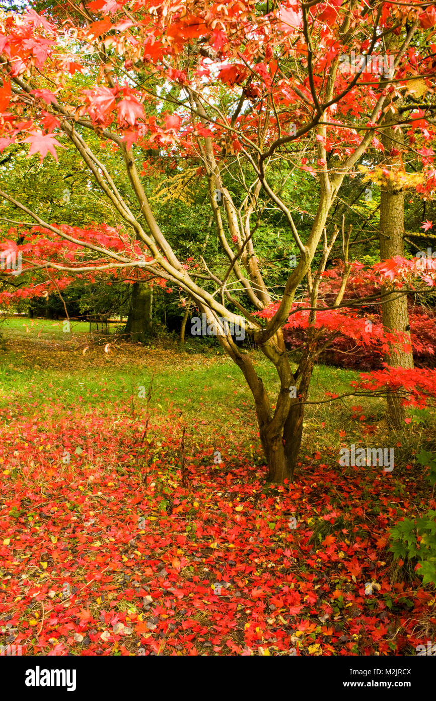 Japanese acer in Autumn (Fall) foliage Stock Photo - Alamy