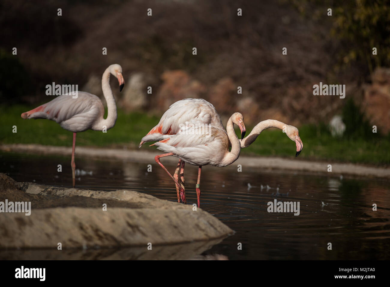 Flamingo Birds, sunbathing and resting Stock Photo - Alamy