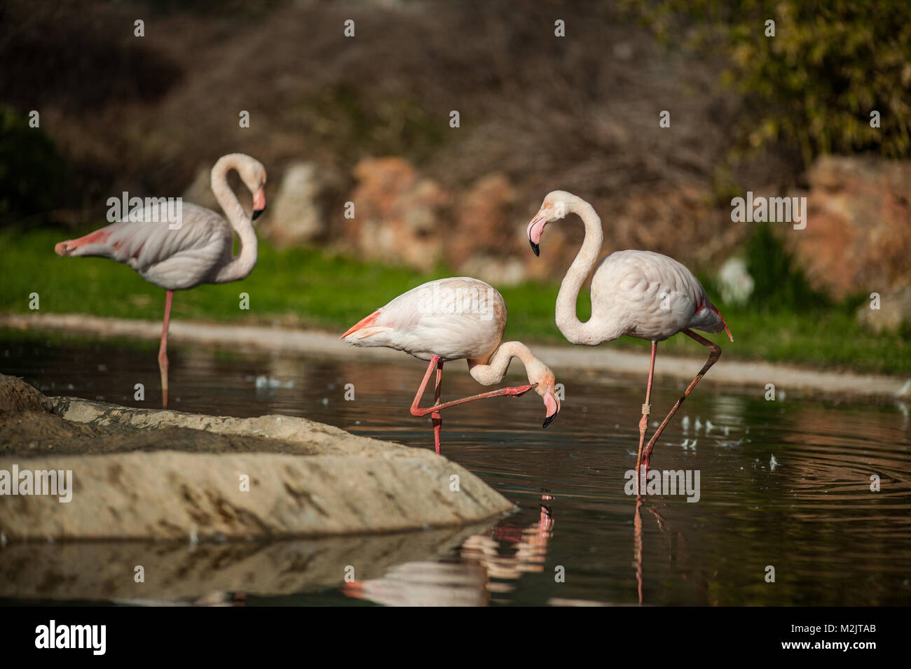 Birds sunbathing hi-res stock photography and images - Alamy