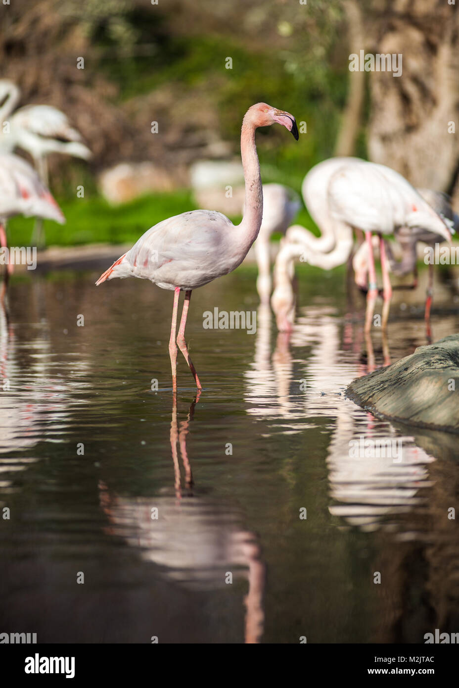 Birds sunbathing hi-res stock photography and images - Alamy