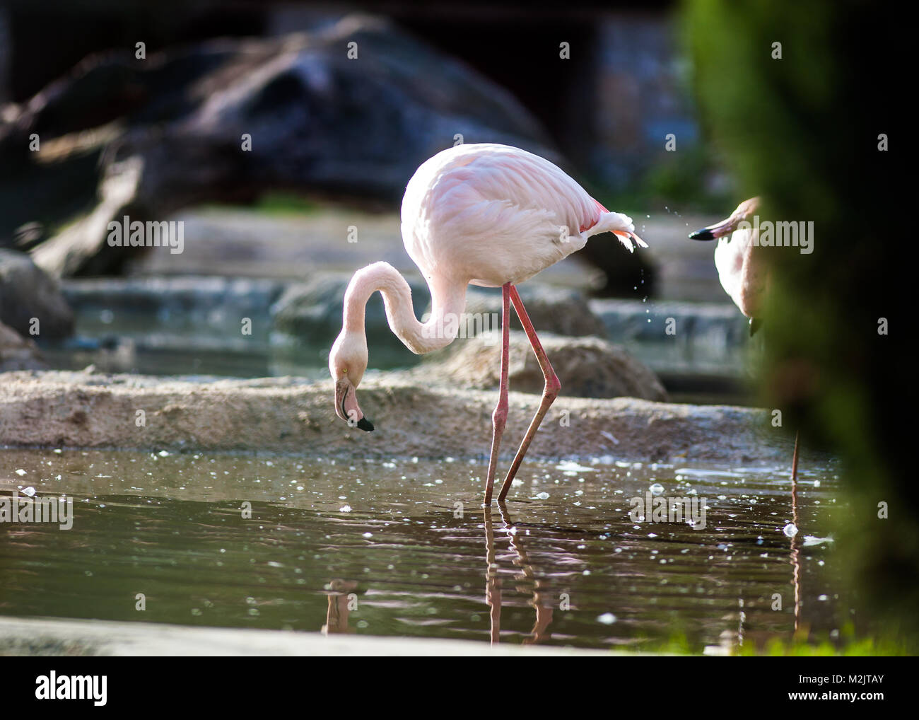 Birds Sunbathing High Resolution Stock Photography and Images - Alamy