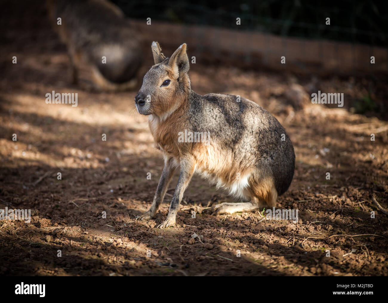 Large mara dolichotis patagonum hi-res stock photography and images - Alamy