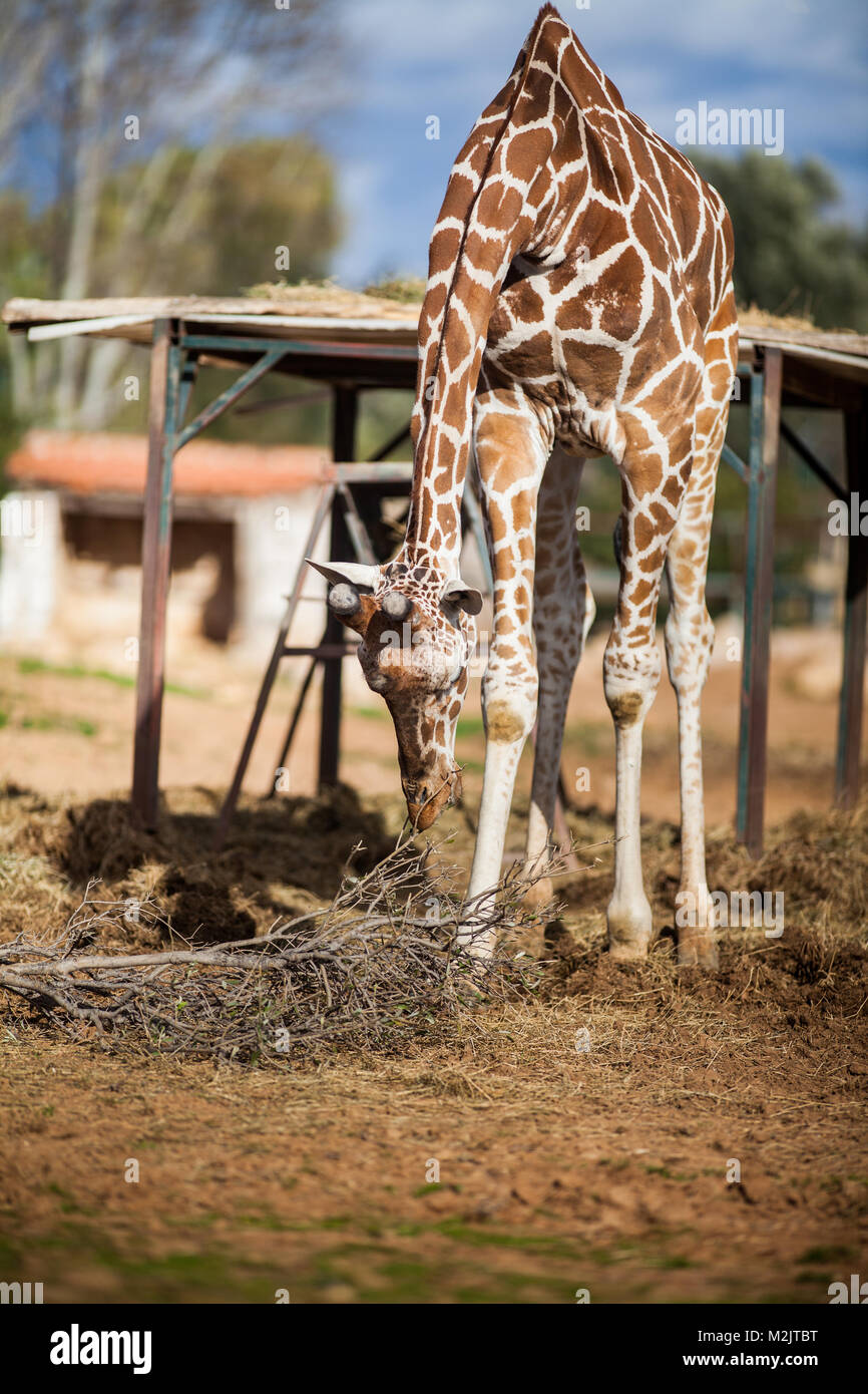 Giraffe eating cute hi-res stock photography and images - Alamy