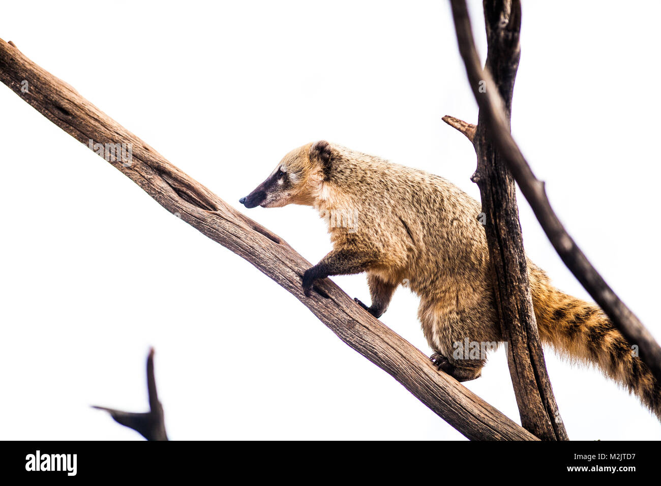 Ring tailed coati, Nasua nasua, climbing on wood, white background ...