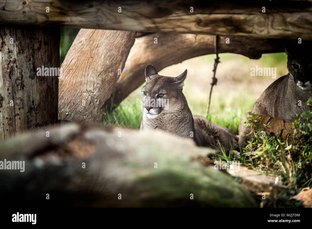 Puma face close up hi-res stock photography and images - Alamy