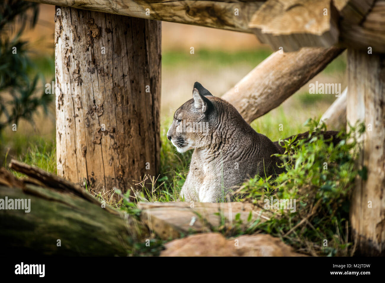 Puma resting hi-res stock photography and images - Alamy