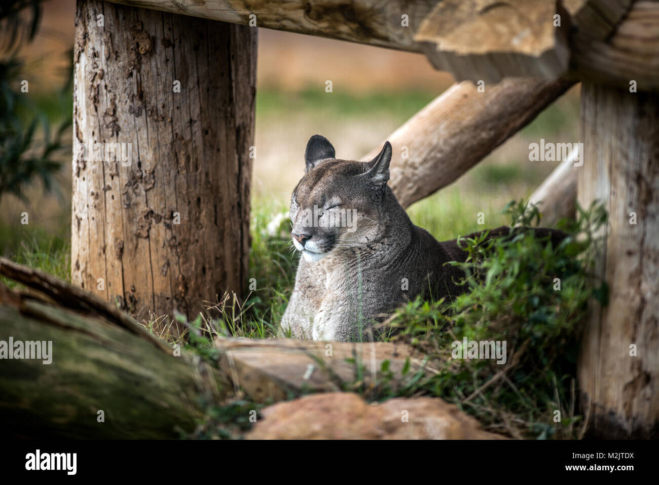 Puma face close up hi-res stock photography and images - Alamy