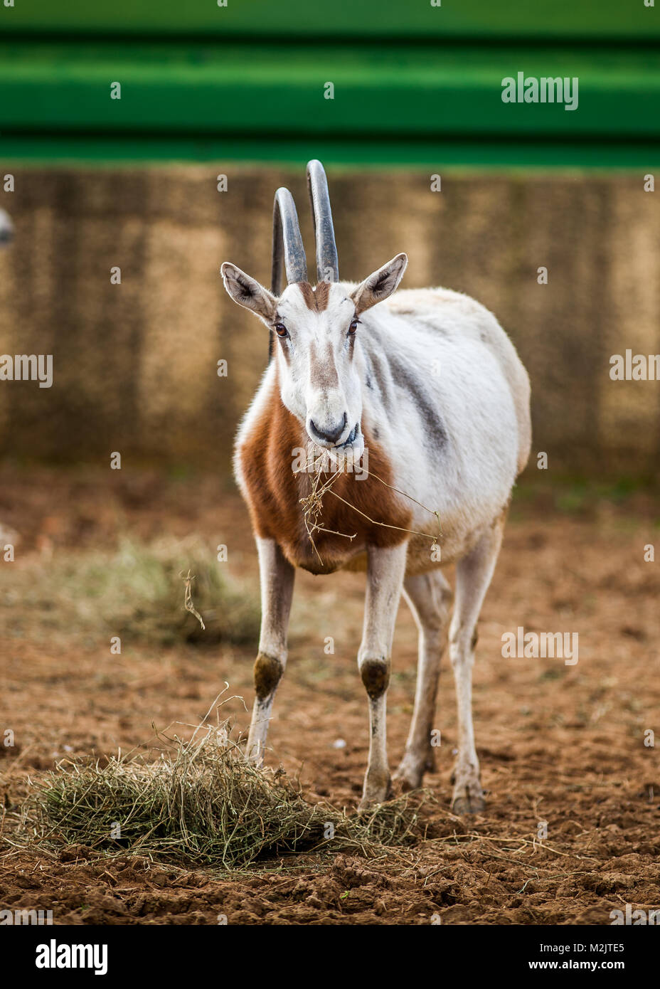 Desert scimitar hi-res stock photography and images - Alamy