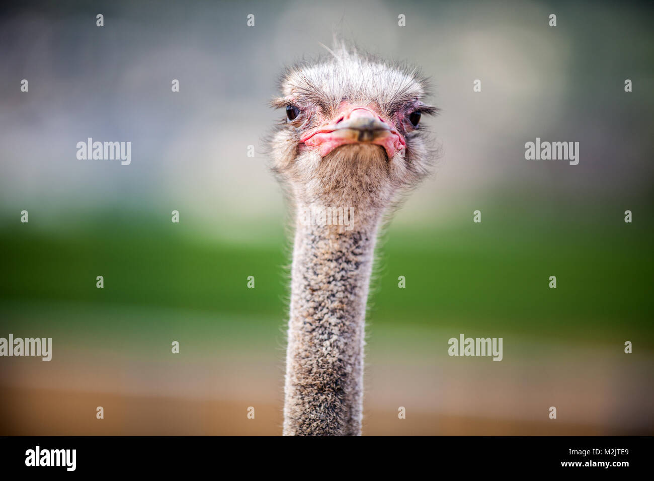 Portrait of a Ostrich, close up Stock Photo - Alamy