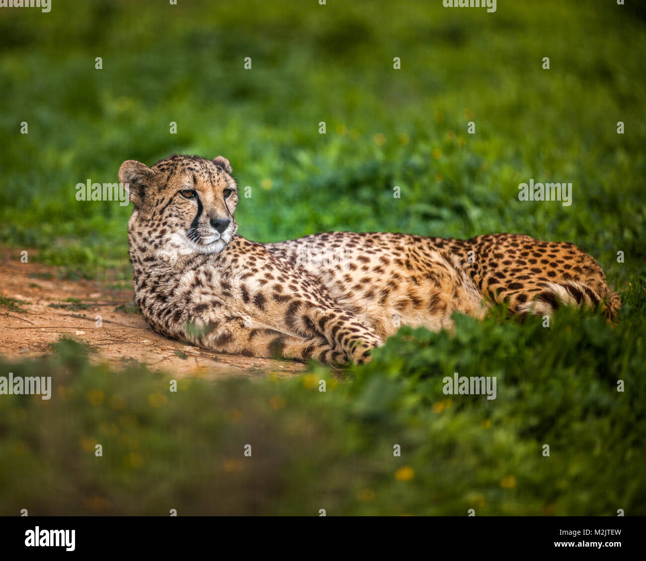 African cheetah art hi-res stock photography and images - Alamy