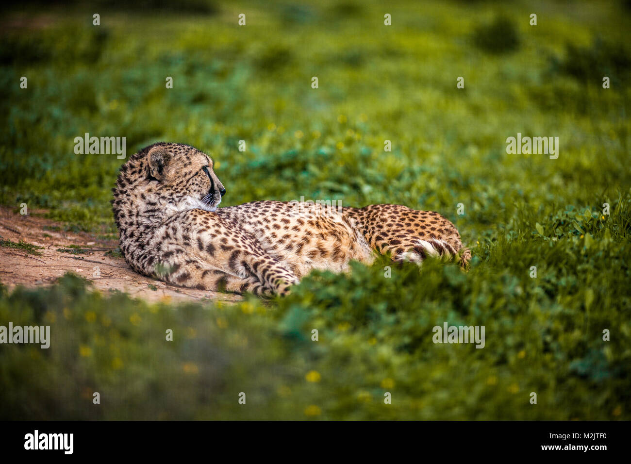 African savannah animals hi-res stock photography and images - Alamy