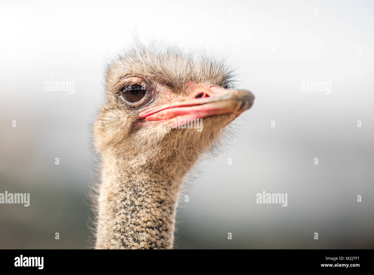 Portrait of a Ostrich, close up Stock Photo - Alamy