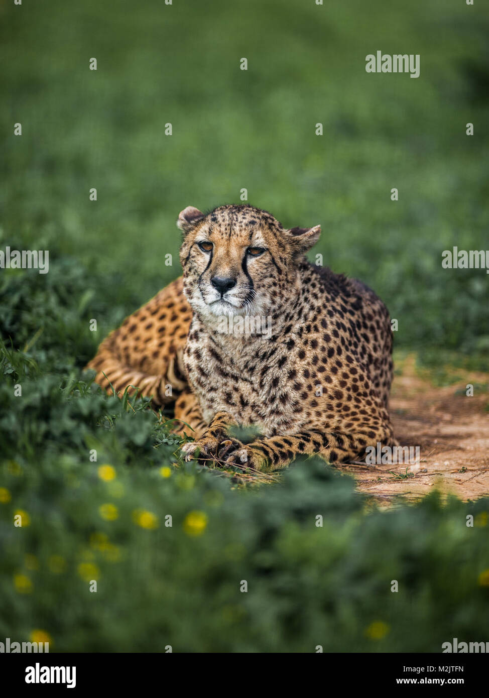 African savannah animals hi-res stock photography and images - Alamy