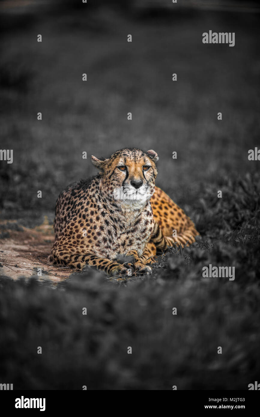 Beautiful Wild Cheetah resting on green fields, Close up Stock Photo ...