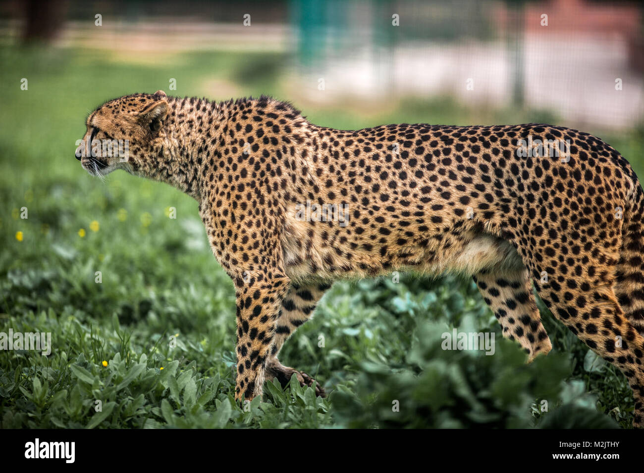 Beautiful Wild Cheetah walking careful on green fields, Close up Stock ...