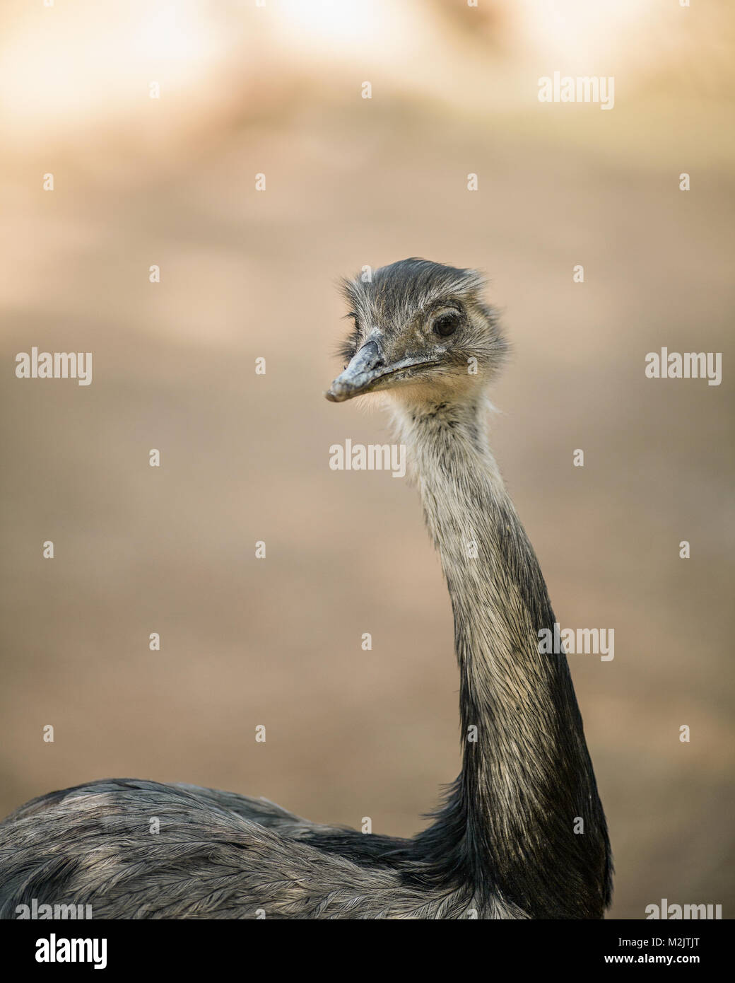 Portrait of a Young Ostrich, close up Stock Photo - Alamy