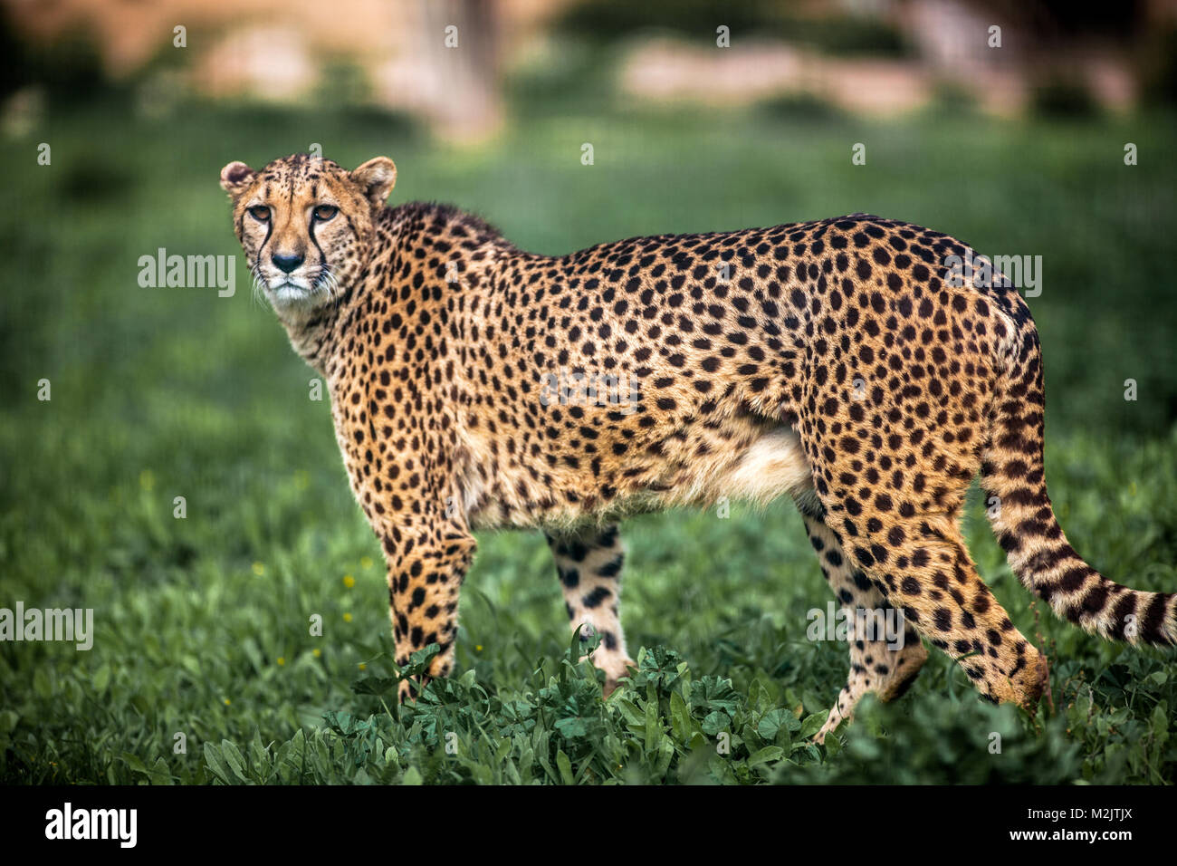 Full body cheetah hi-res stock photography and images - Alamy