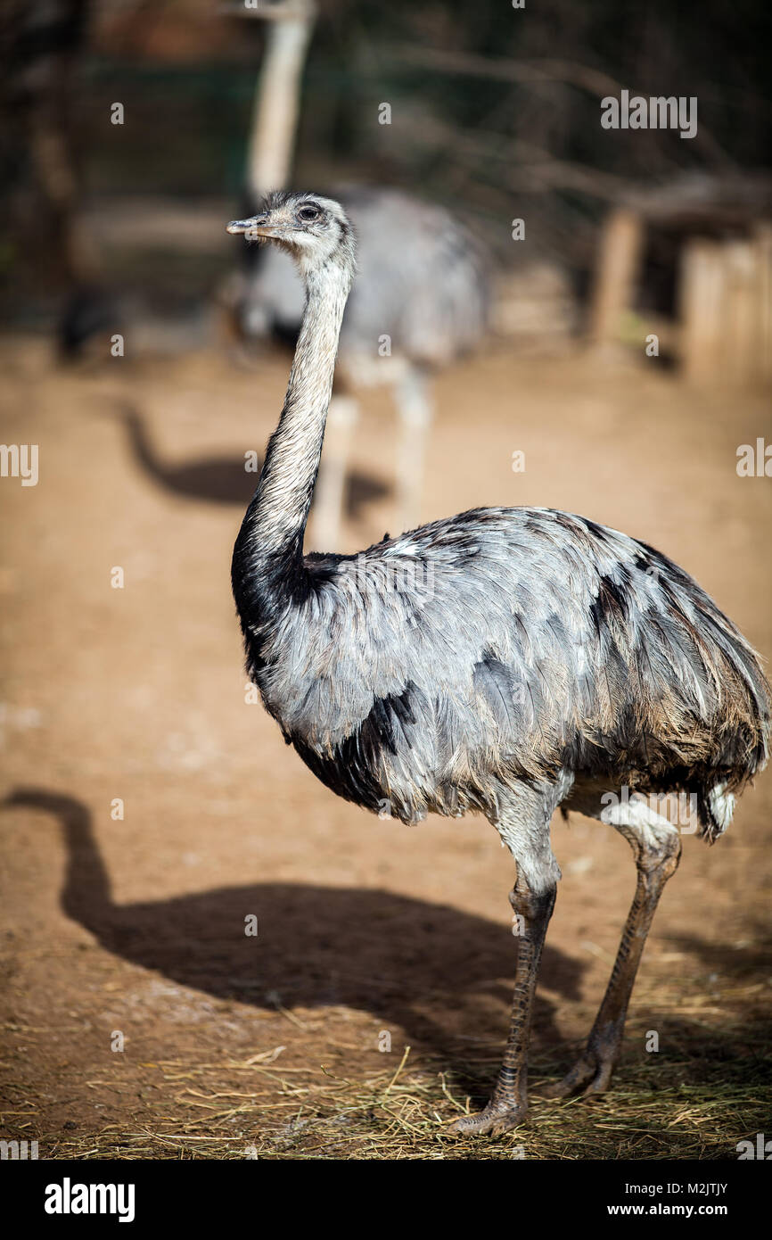Υoung Ostrich, close up Stock Photo - Alamy