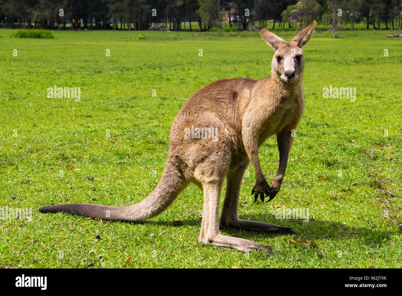 Kangoroo wildlife australia Stock Photo - Alamy
