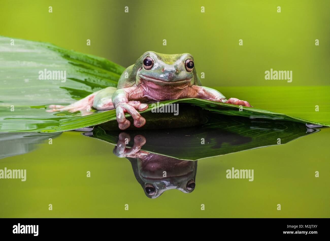 Whites Tree Frog Stock Photo - Alamy