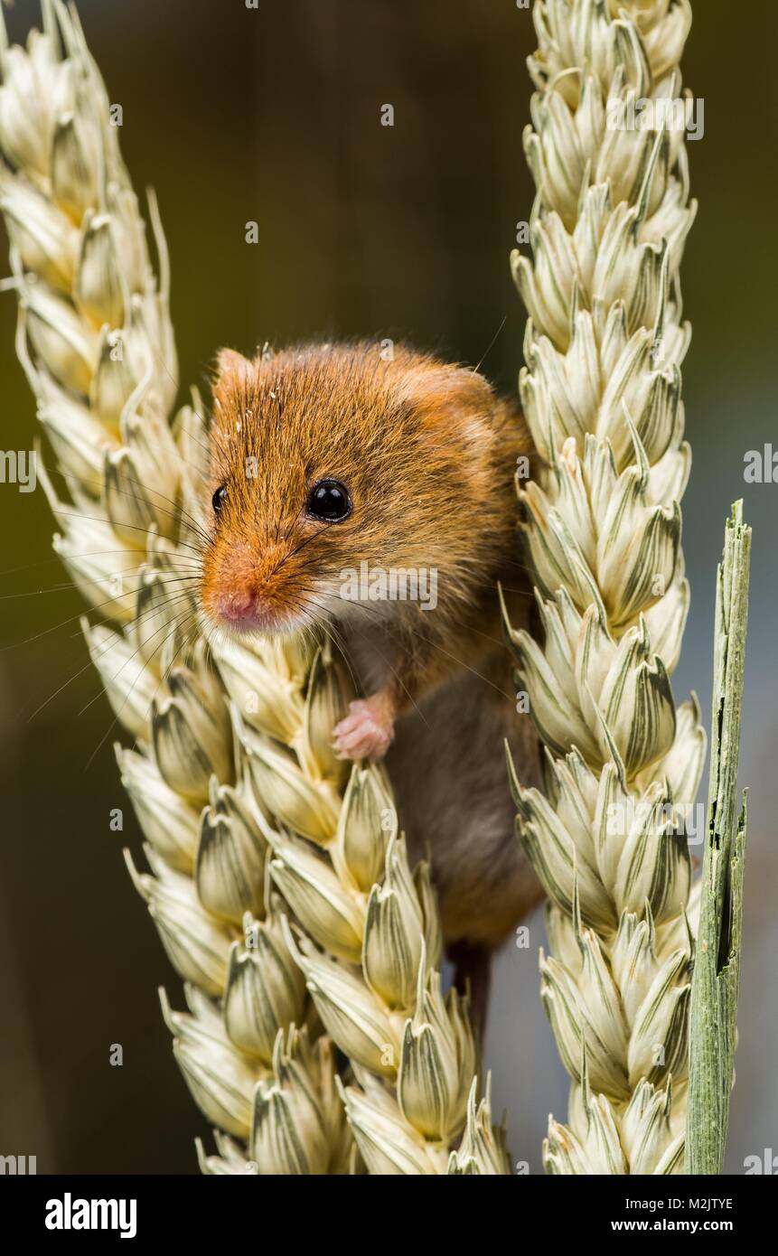 Eurasian field mouse hi-res stock photography and images - Alamy