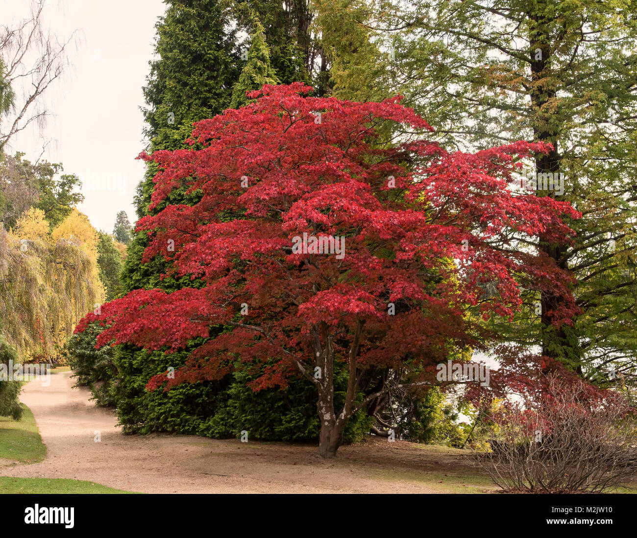 Japanese red maple acer tree in full leaf in Sheffield park gardens in ...