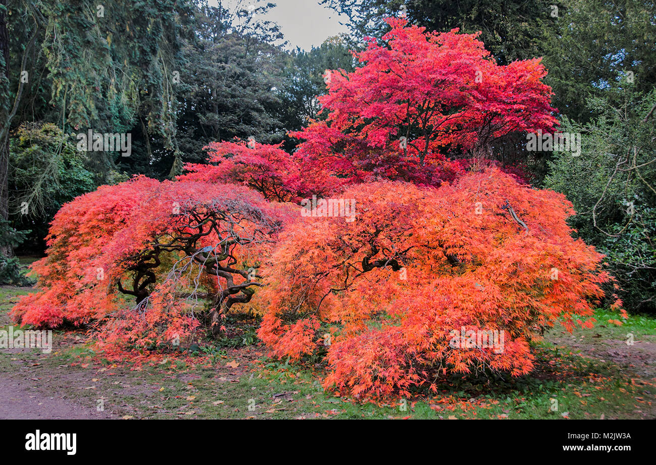 Japanese maples hi-res stock photography and images - Alamy