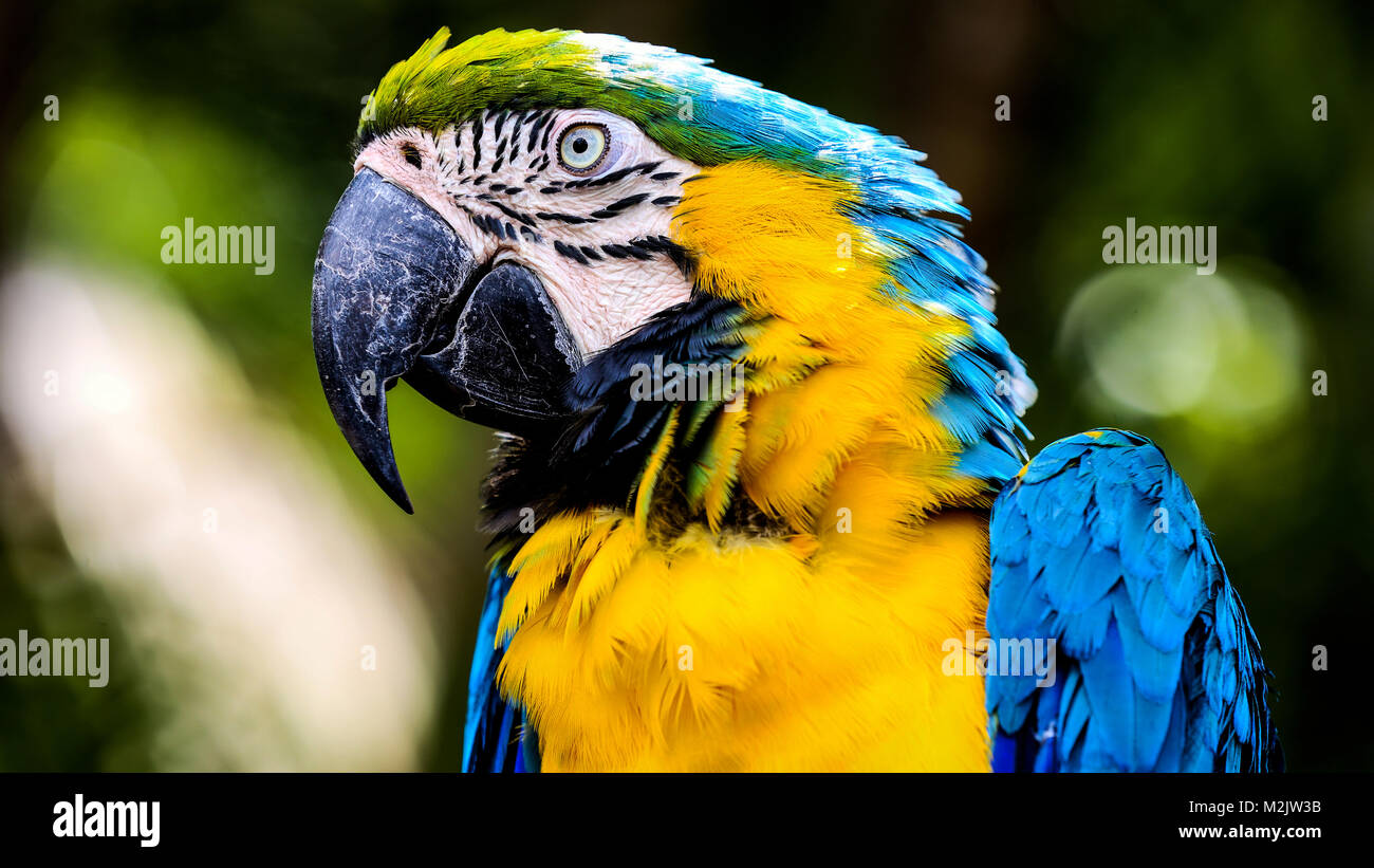 Blue and Yellow Macaw close-up landscape shots with blurred background ...