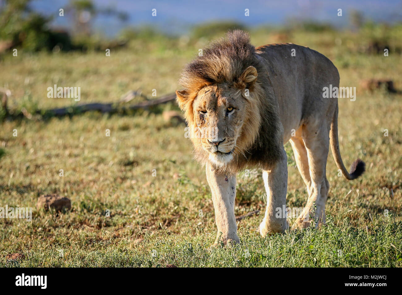 Scar lion king hi-res stock photography and images - Alamy