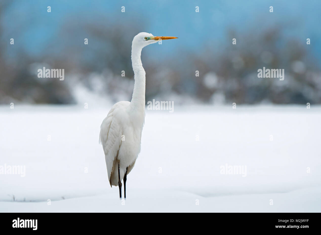 Snow white egret hi-res stock photography and images - Alamy