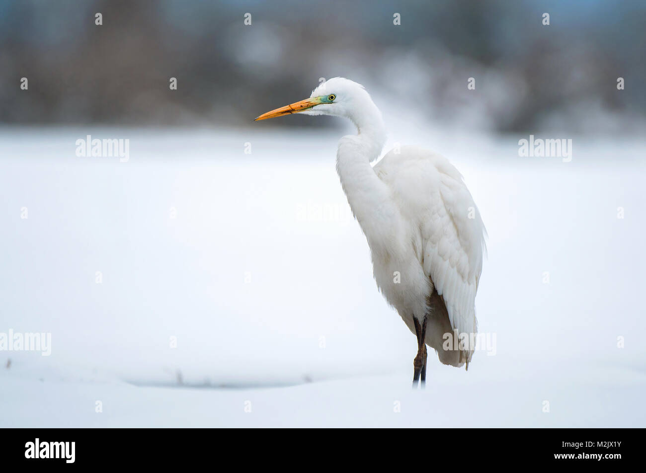 Snow white egret hi-res stock photography and images - Alamy