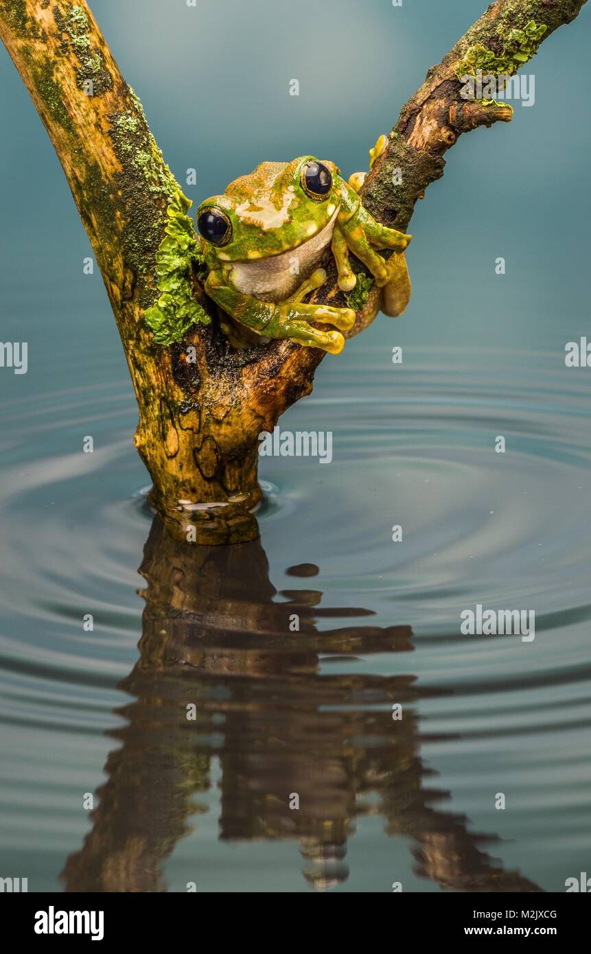 Peacock Tree Frog Stock Photo - Alamy