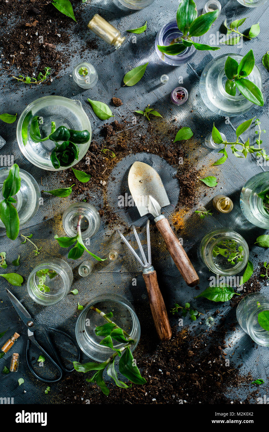 Sunlight spring planting scene with gardening tools rake and spade with ...