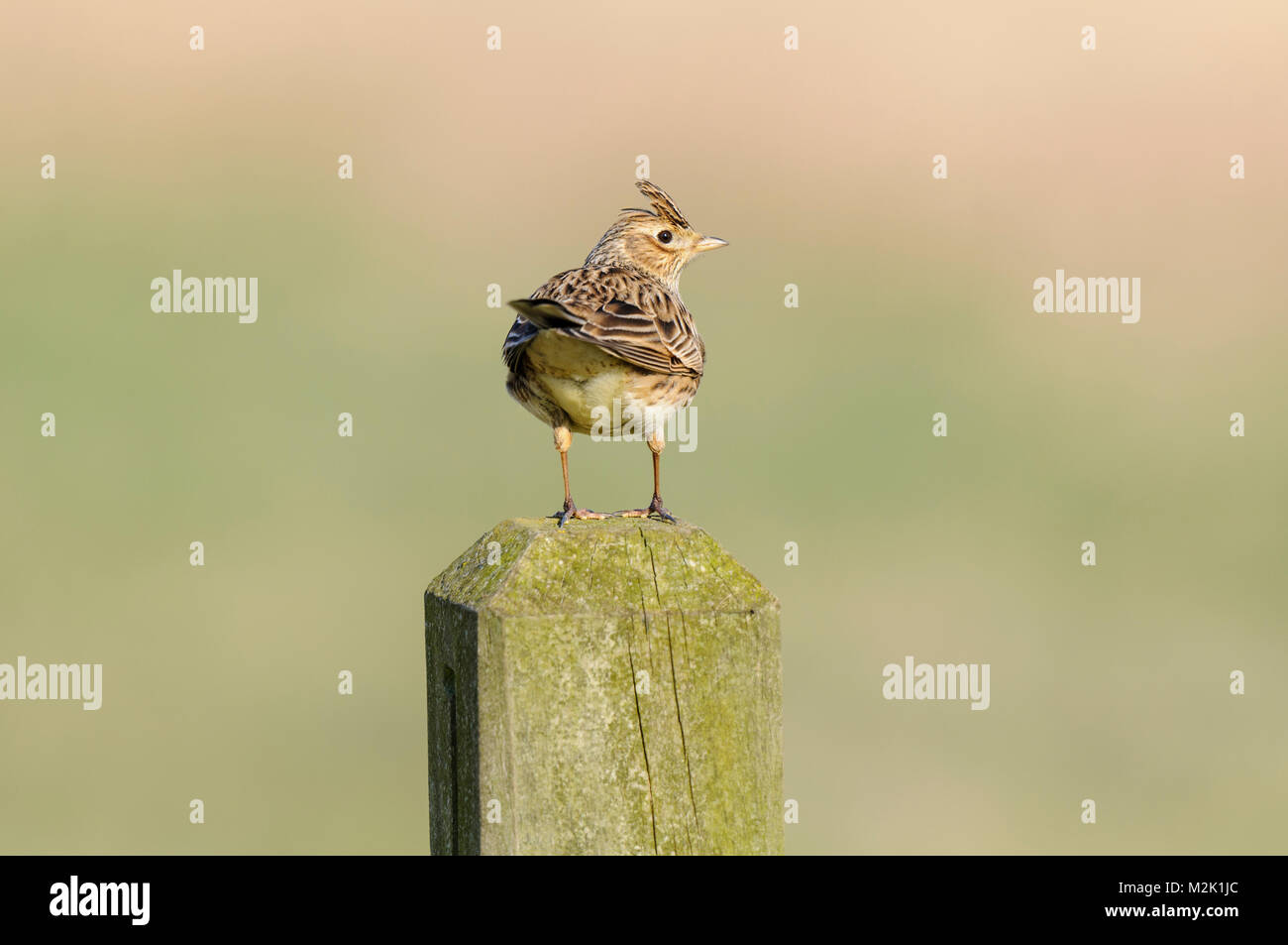 Skylark (Alauda arvensis), adult male with crest erect, perched on a ...