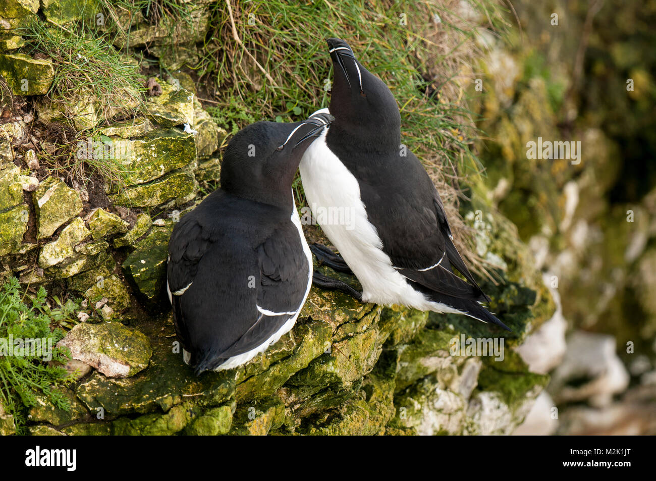 Pair on cliffs hi-res stock photography and images - Alamy