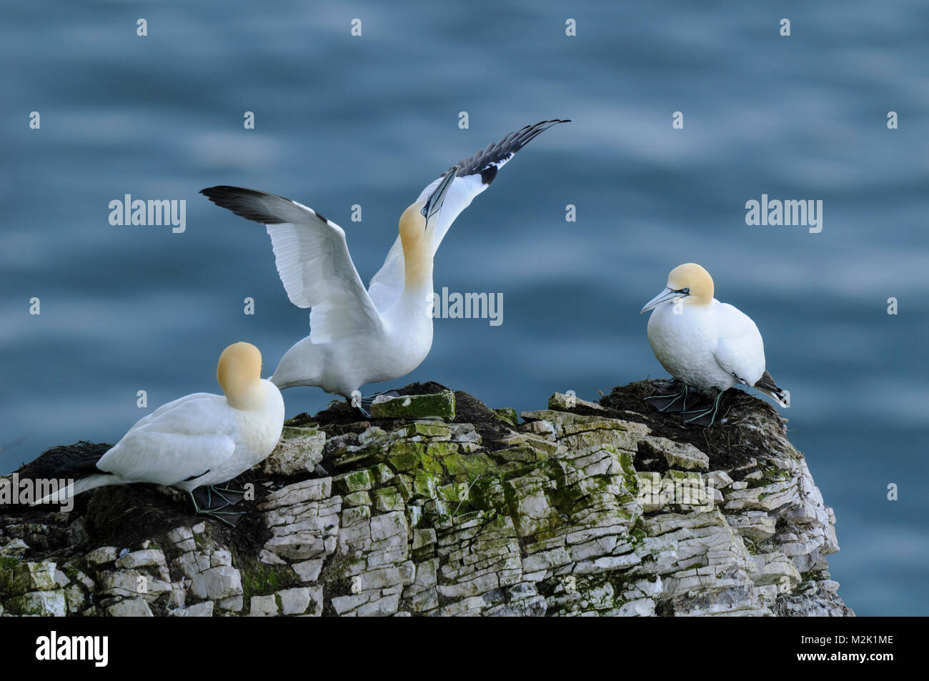 Gannets (Morus bassanus), three adult birds, the centre one displaying ...