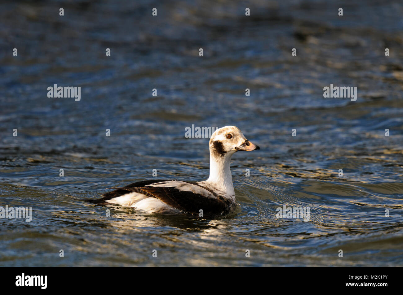 Long tailed duck uk hi-res stock photography and images - Alamy