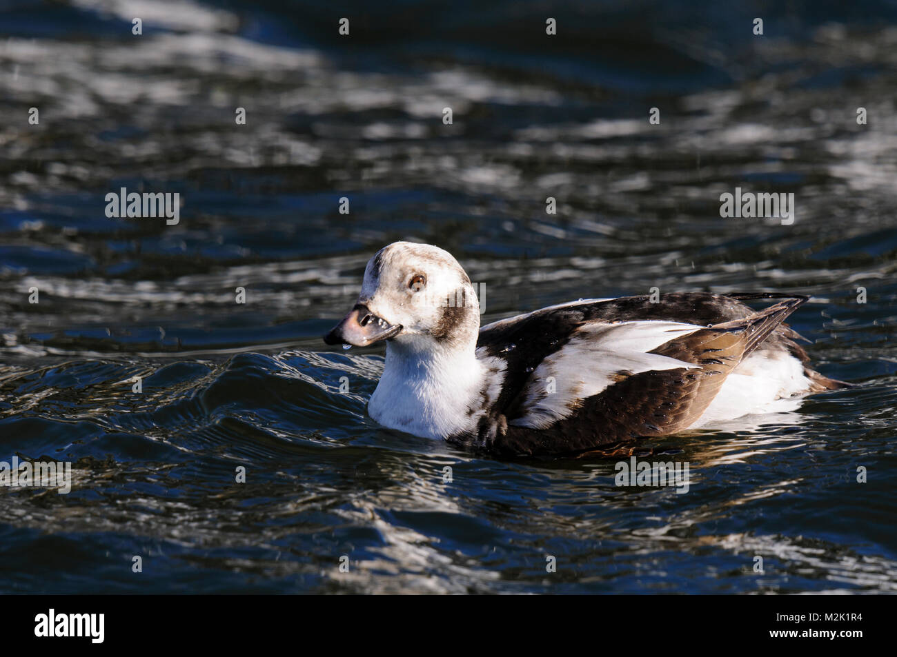 Long tailed duck uk hi-res stock photography and images - Alamy