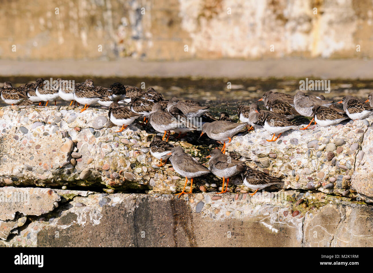 A mixed flock of redshanks (Tringa totanus) and turnstones (arenaria ...