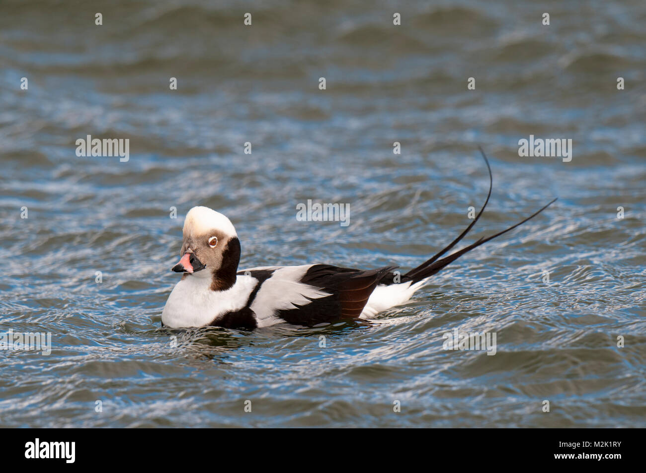Long-tailed duck (Clangula hyemalis), adult male swimming in choppy ...