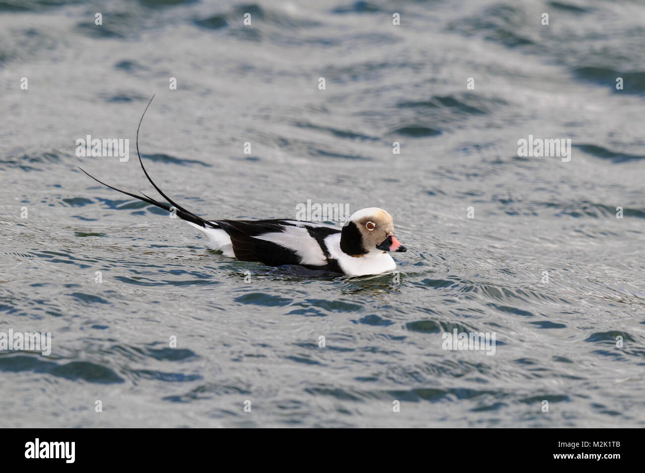 Long tailed duck uk hi-res stock photography and images - Alamy