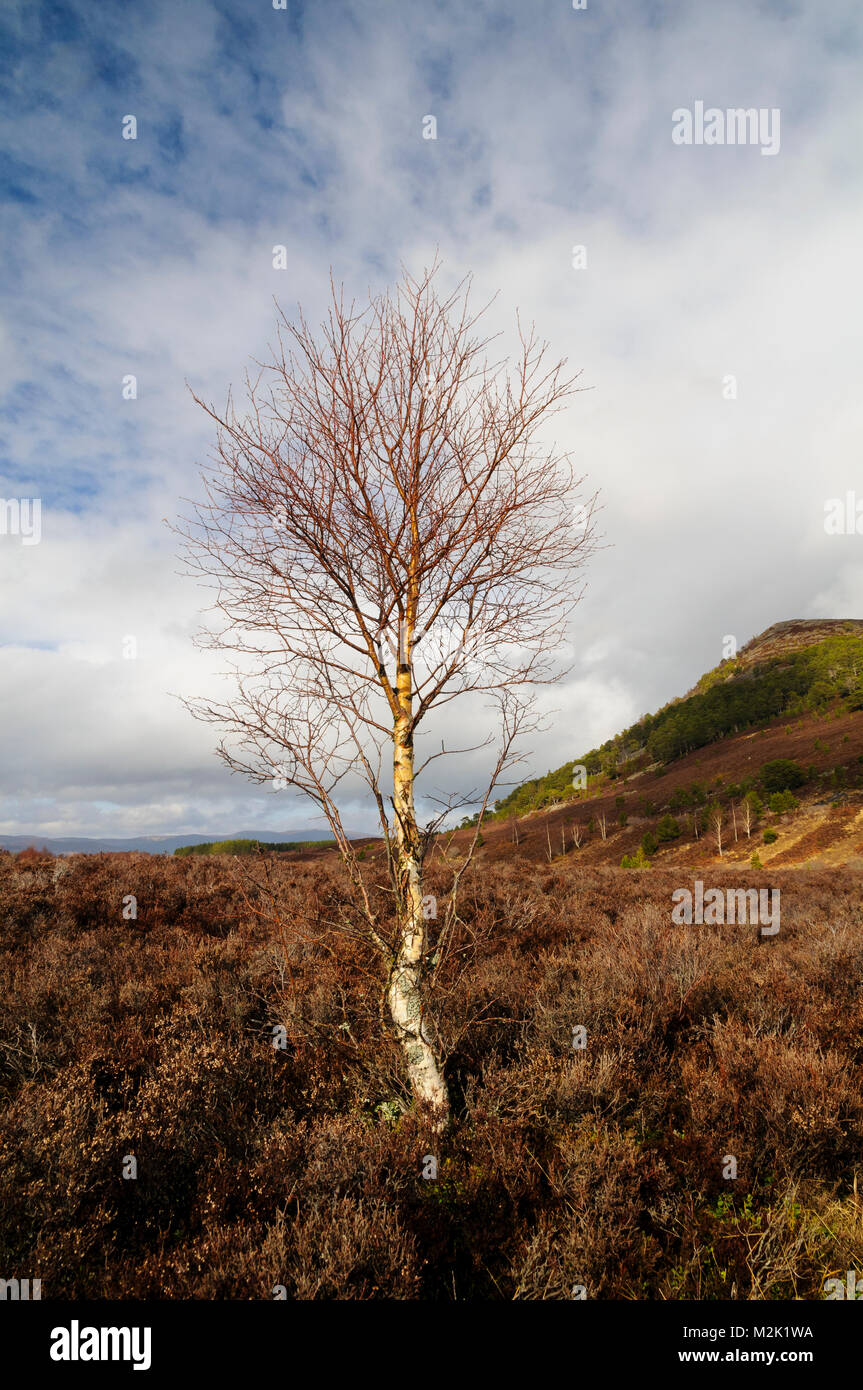 Leafless birch tree alone in hi-res stock photography and images - Alamy