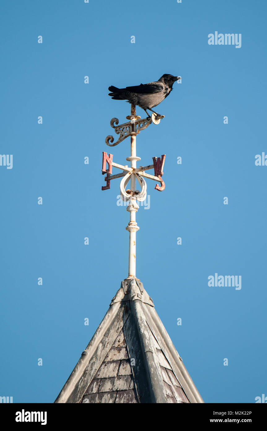 Hooded crow scotland hi-res stock photography and images - Alamy