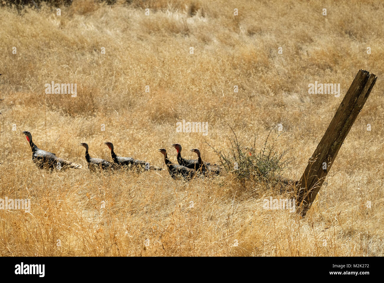 American wild turkey gobble hi-res stock photography and images - Alamy