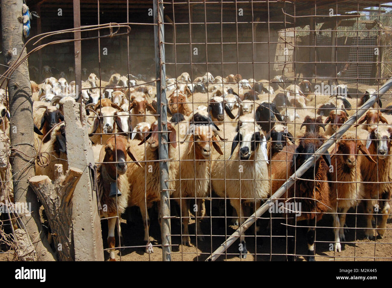 A herd of sheep by 1st Armored Division and Fort Bliss Stock Photo - Alamy