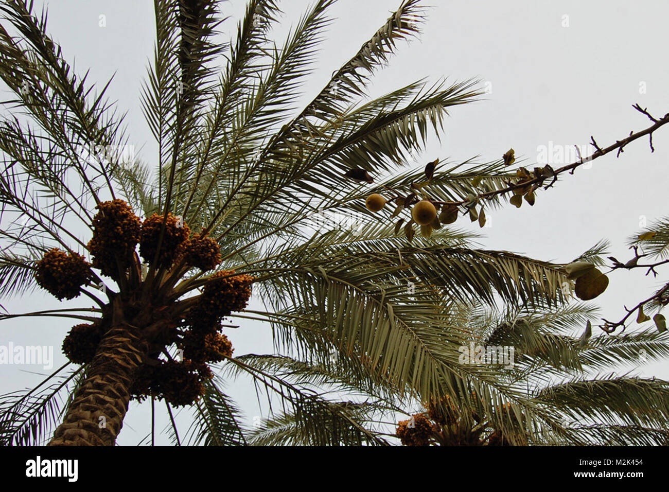 Trees ripe with dates by 1st Armored Division and Fort Bliss Stock ...