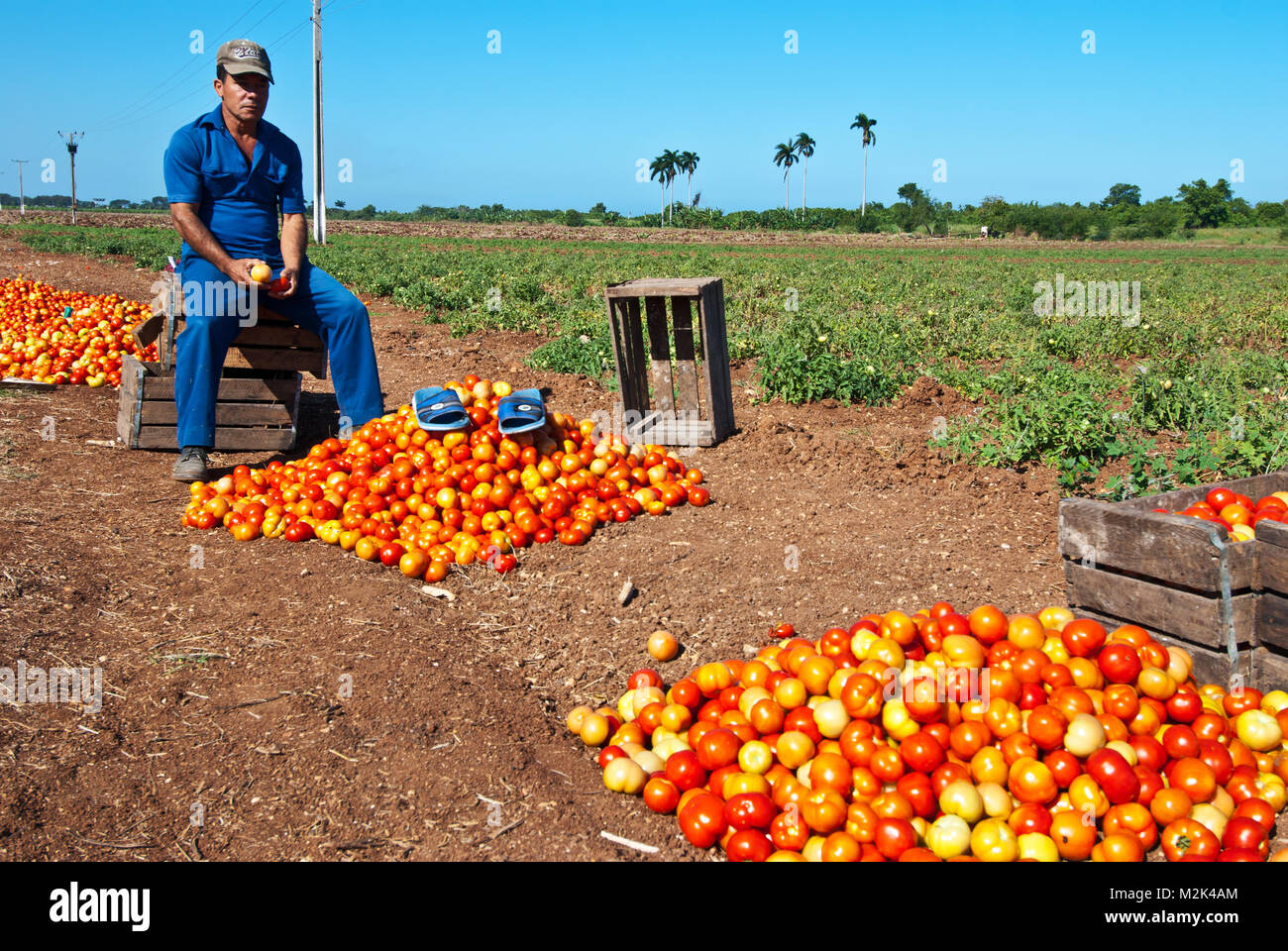 Man sorting tomatoes in field during harvest, north of Manzanillo ...