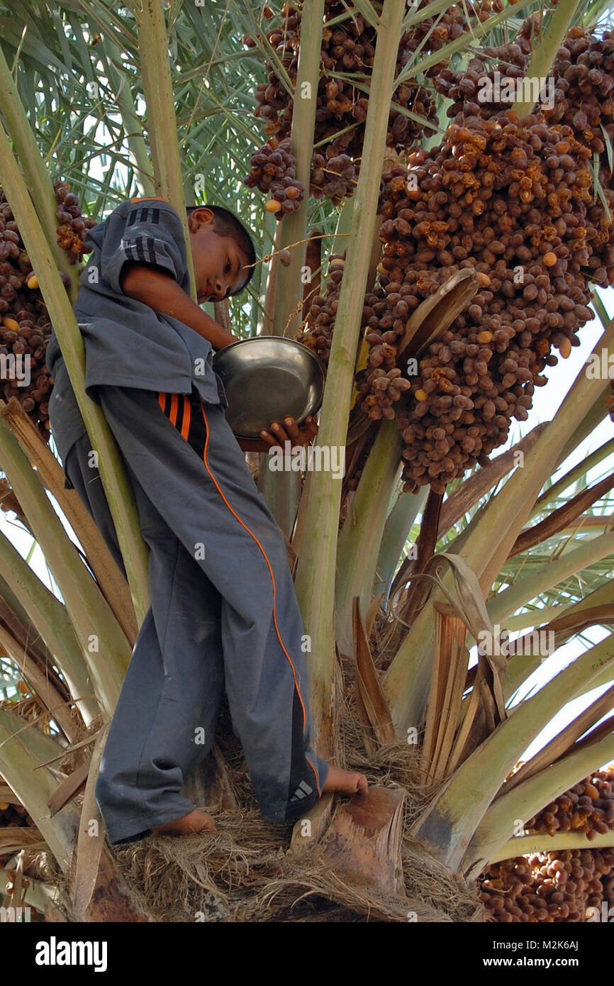 Picking ripe dates by 1st Armored Division and Fort Bliss Stock Photo ...