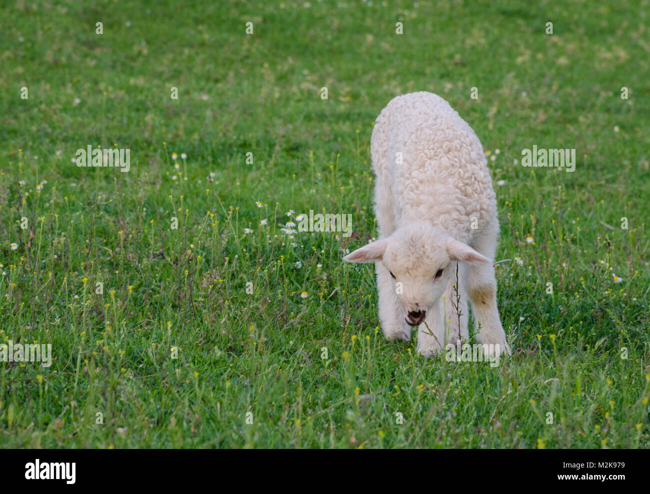 Lamb standing alone hi-res stock photography and images - Alamy